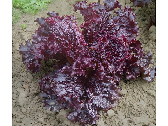 Salata `Merlot`, Lollo Rosso tip, 0,5g(oko 500 semenki)