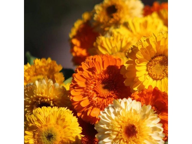 Neven dupli `Kablouna` Mix (Calendula officinalis)