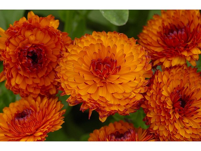 Neven dupli `Neon` (Calendula officinalis)