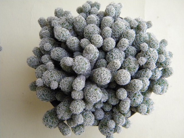 Kaktus Mammilaria gracilis - 5