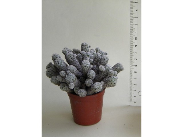 Kaktus Mammilaria gracilis - 4