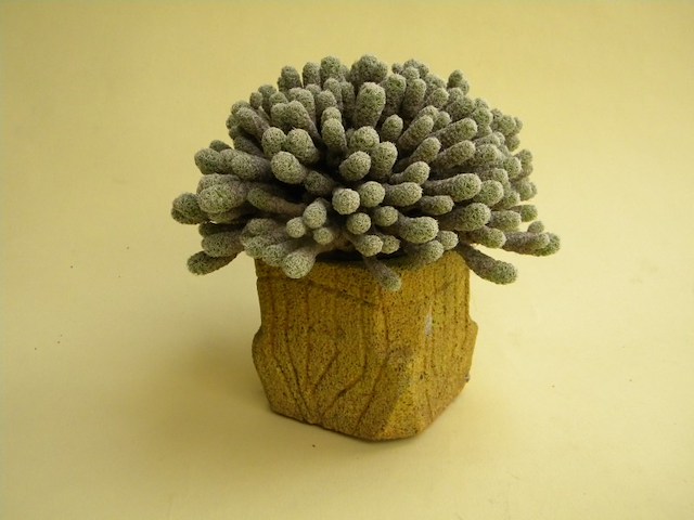 Kaktus Mammilaria gracilis - 2