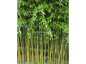 Zlatni bambus (Phyllostachys aureosulcata)