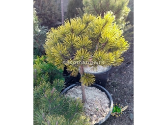 Pinus mugo 'Ophir' na stapu