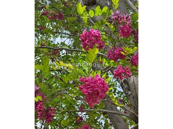 Crveni bagrem (Robinia hispidia)