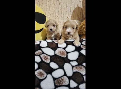 Mini Maltipoo štenci