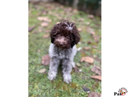 Lagotto romagnolo