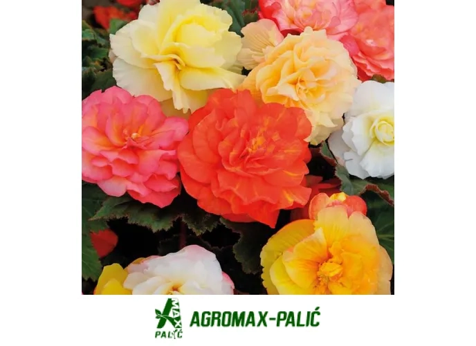 Begonia Double mix 3/1