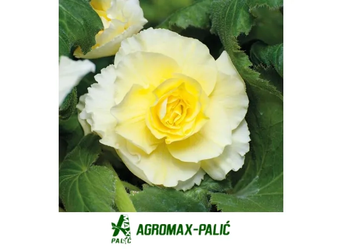 Begonia Double Yellow 3/1