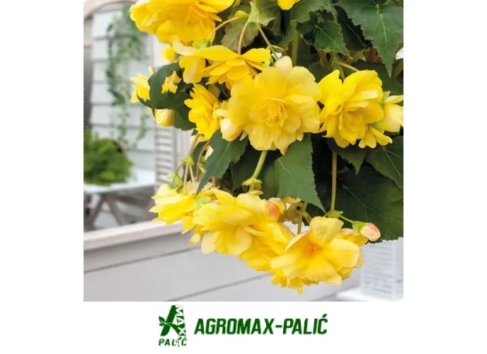 Begonia Pendula Yellow 2/1