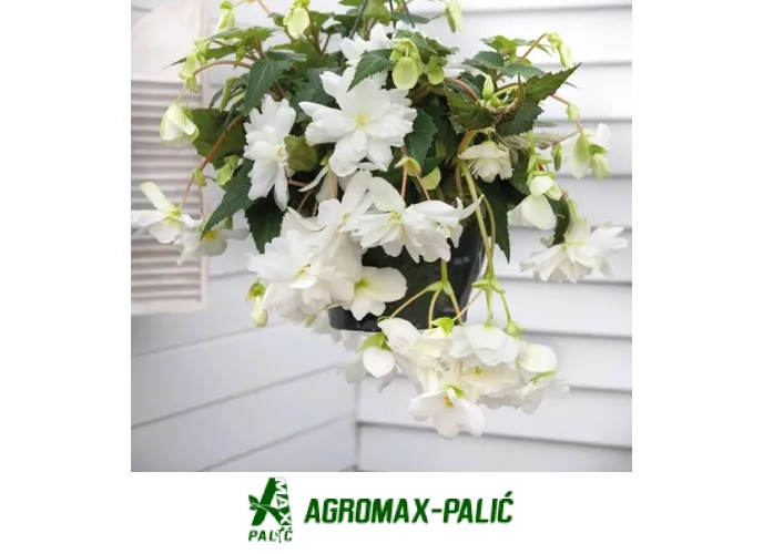 Begonia Pendula White 2/1