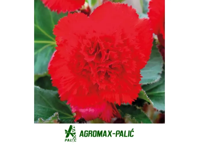 Begonia Fimbriata Red 3/1