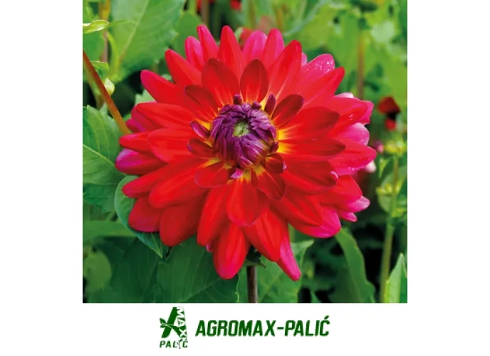 DAHLIA decorative Terrone 1/1