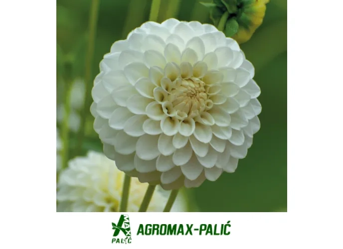 DAHLIA pompon Snowflake 1/1