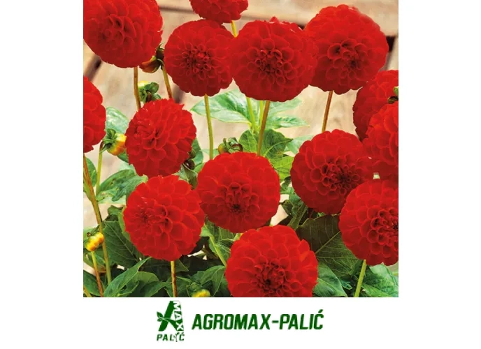 DAHLIA pompon Glow 1/1