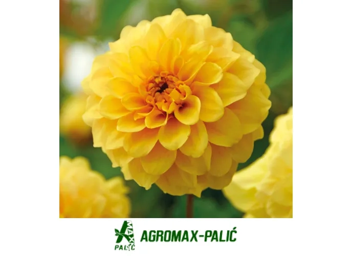 DAHLIA pompon Golden Sceptre 1/1