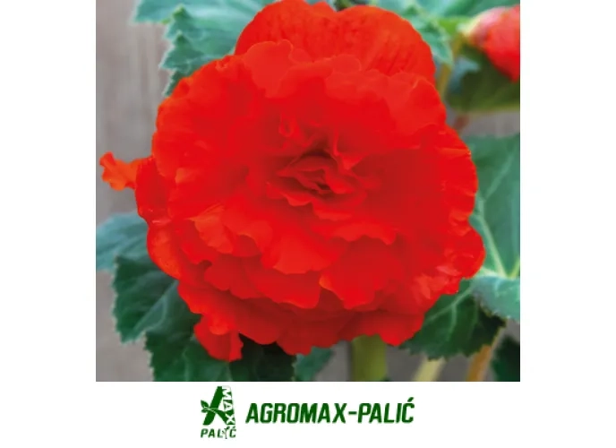 BEGONIA Double Red 3/1