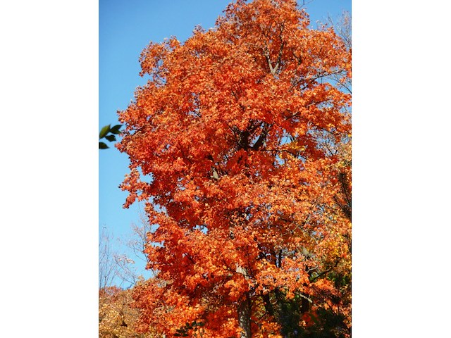 Crveni javor `Flame`, 20 semenki
