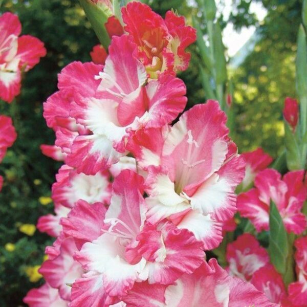 Gladiolus Comedie-5 lukovica