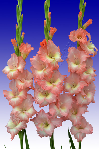 Gladiolus Friendship-5 lukovica