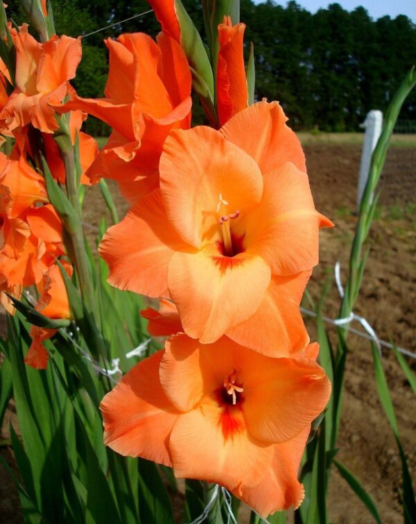 Gladiolus Peter Pears-5 lukovica