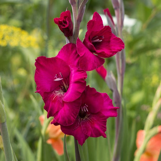 Gladiolus Plum Tart-5 lukovica