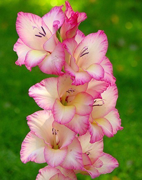 Gladiolus Priscilla-5 lukovica