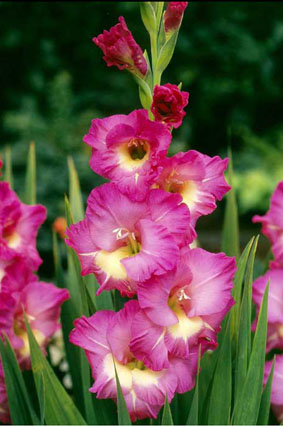 Gladiolus Wind Song-5 lukovica