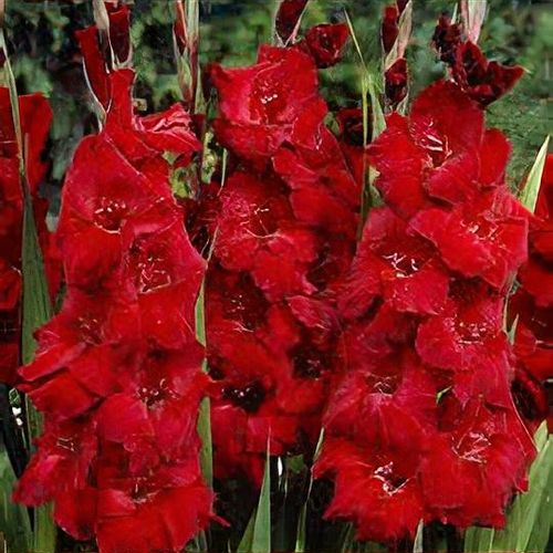 Gladiolus Zorro-5 lukovica