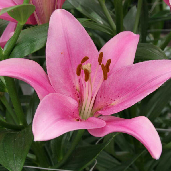 Ljiljan-Lilium Asiatic Pink