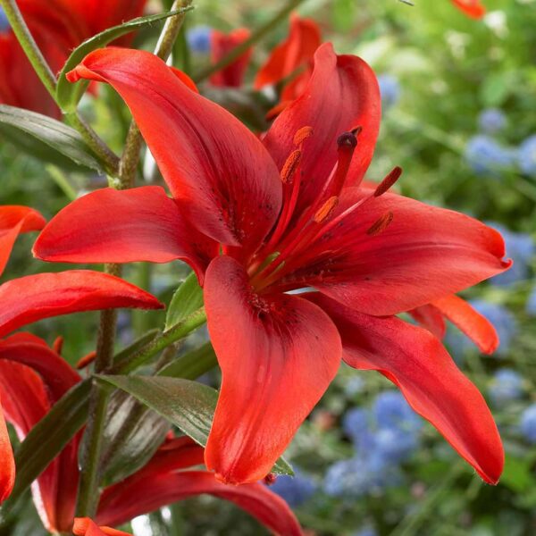 Ljiljan-Lilium Asiatic Red