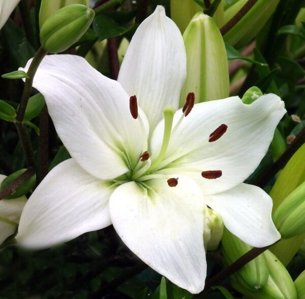 Ljiljan-Lilium Asiatic White