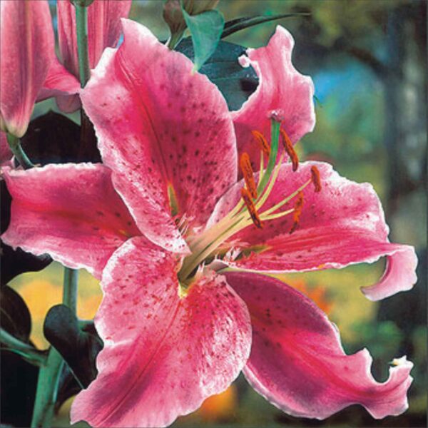 Ljiljan-Lilium Oriental Stargazer