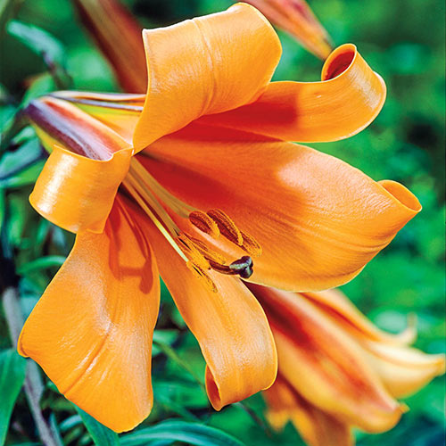 Ljiljan-Lilium trumpet African Queen