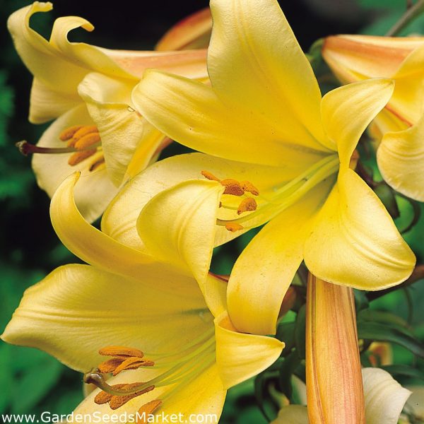 Ljiljan-Lilium trumpet Golden Splendour