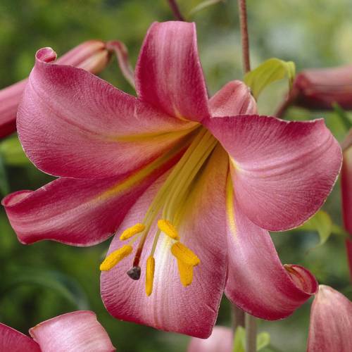 Ljiljan-Lilium trumpet Pink Perfection