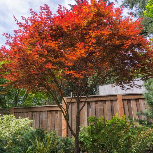 Acer palmatum Fireglow