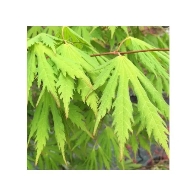 Acer pseud. Artic Jade Jack Frost