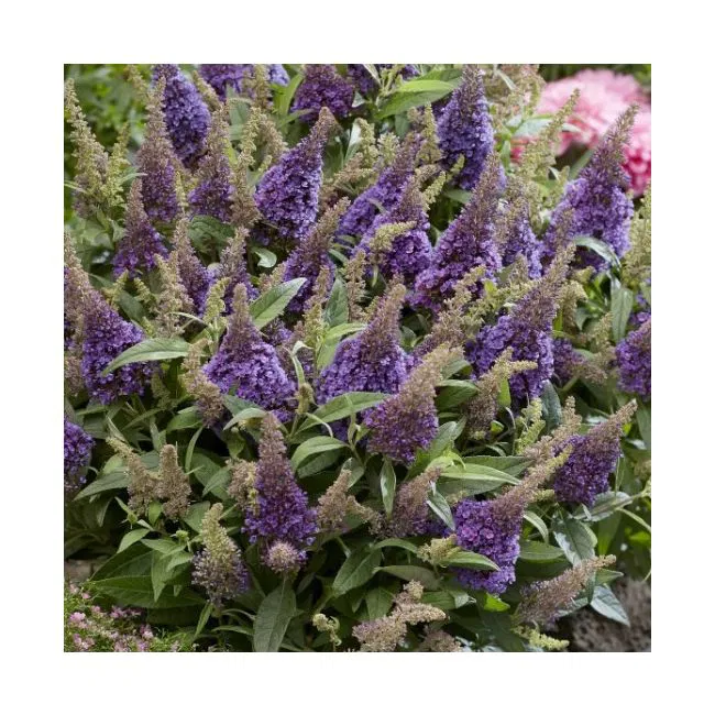 Buddleia davidii Butterfly Candy Little Lila