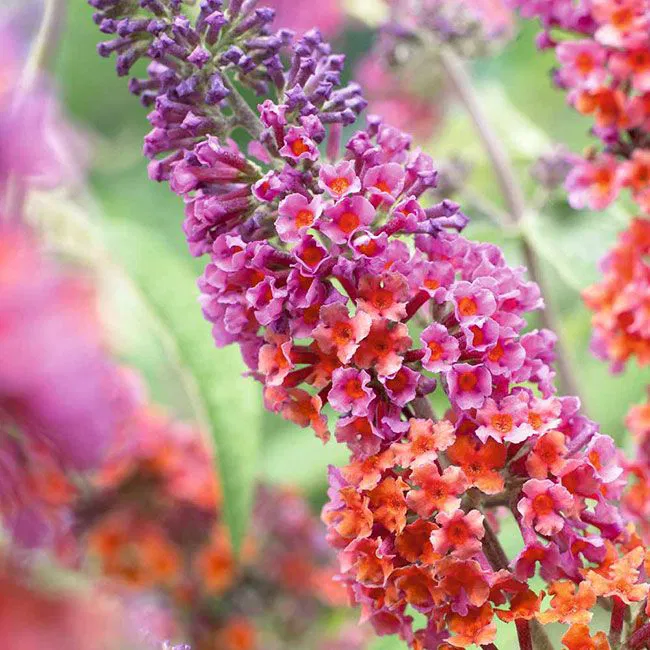 Buddleia davidii Flower Power