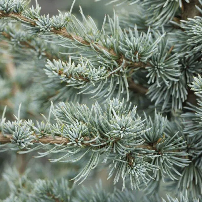 Cedrus atlantica Glauca