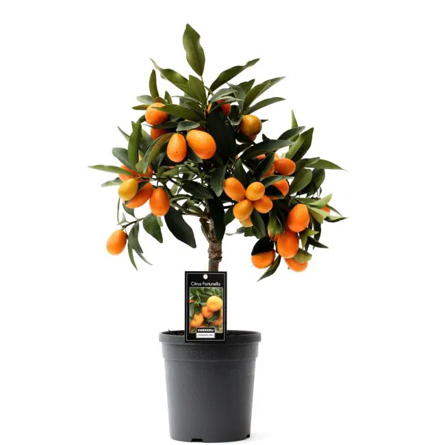 Citrus fortunela - Kumquat