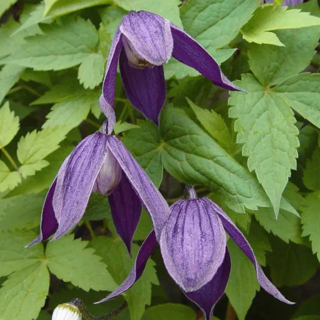 Clematis Landhaus Alpenwaldrebe