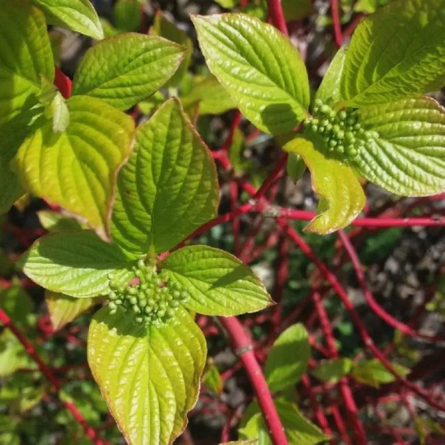 Cornus alba Sibirica