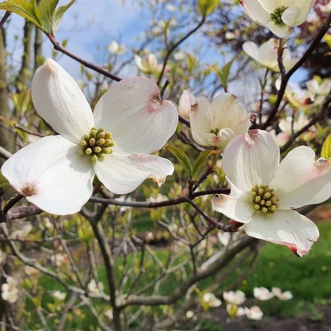 Cornus florida Rainbow