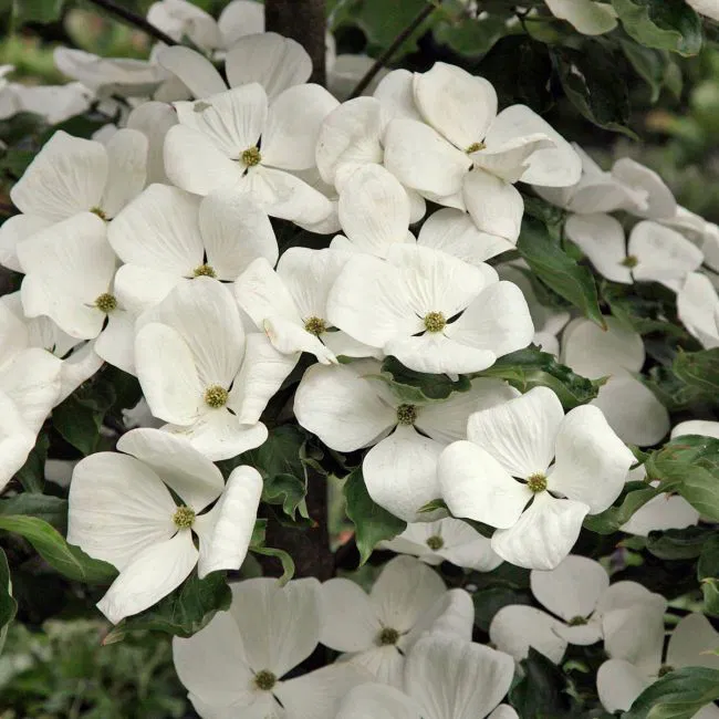 Cornus kousa Venus