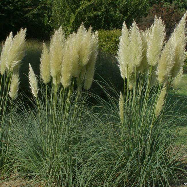 Cortaderia selloana