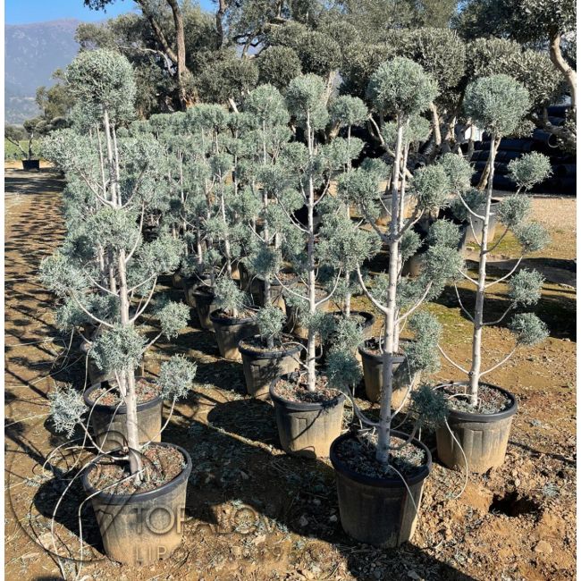 Cupressus arizonica POM PON