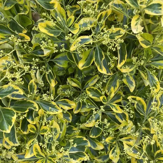 Euonymus japonicus Elegantisimus Aureus