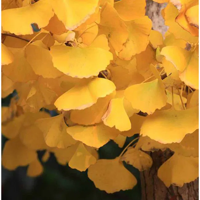 Ginkgo biloba fastigiata Blagon